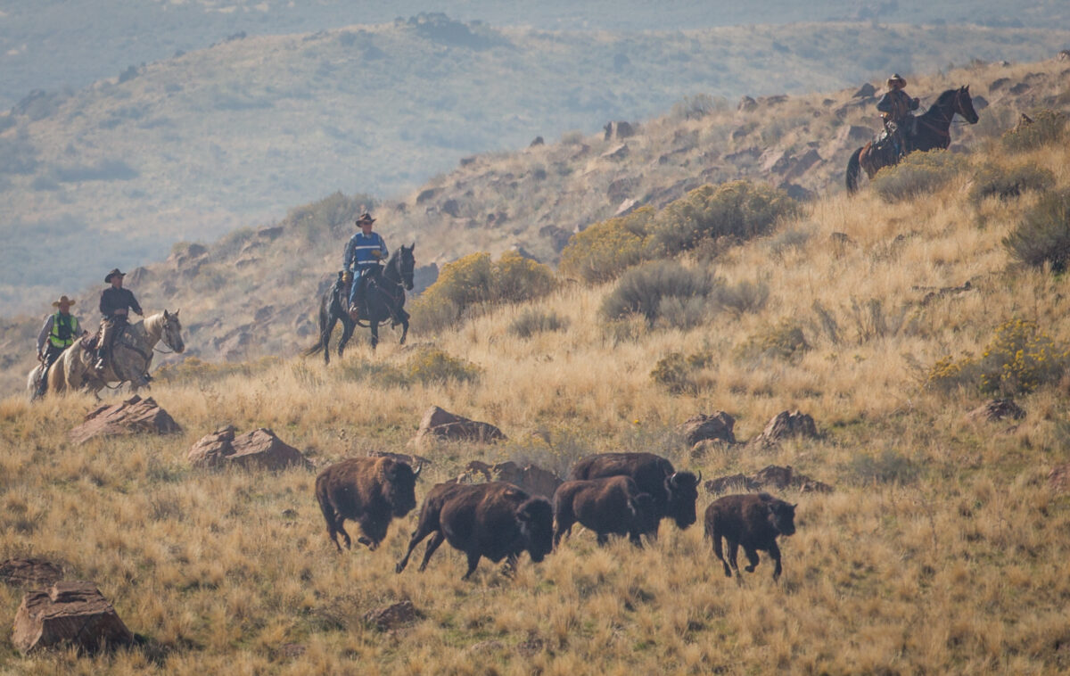Cowboys and bison on the move at annual Bison Roundup | News, Sports ...
